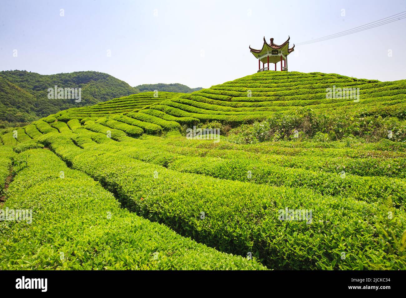 Green tea garden terrace Stock Photo - Alamy