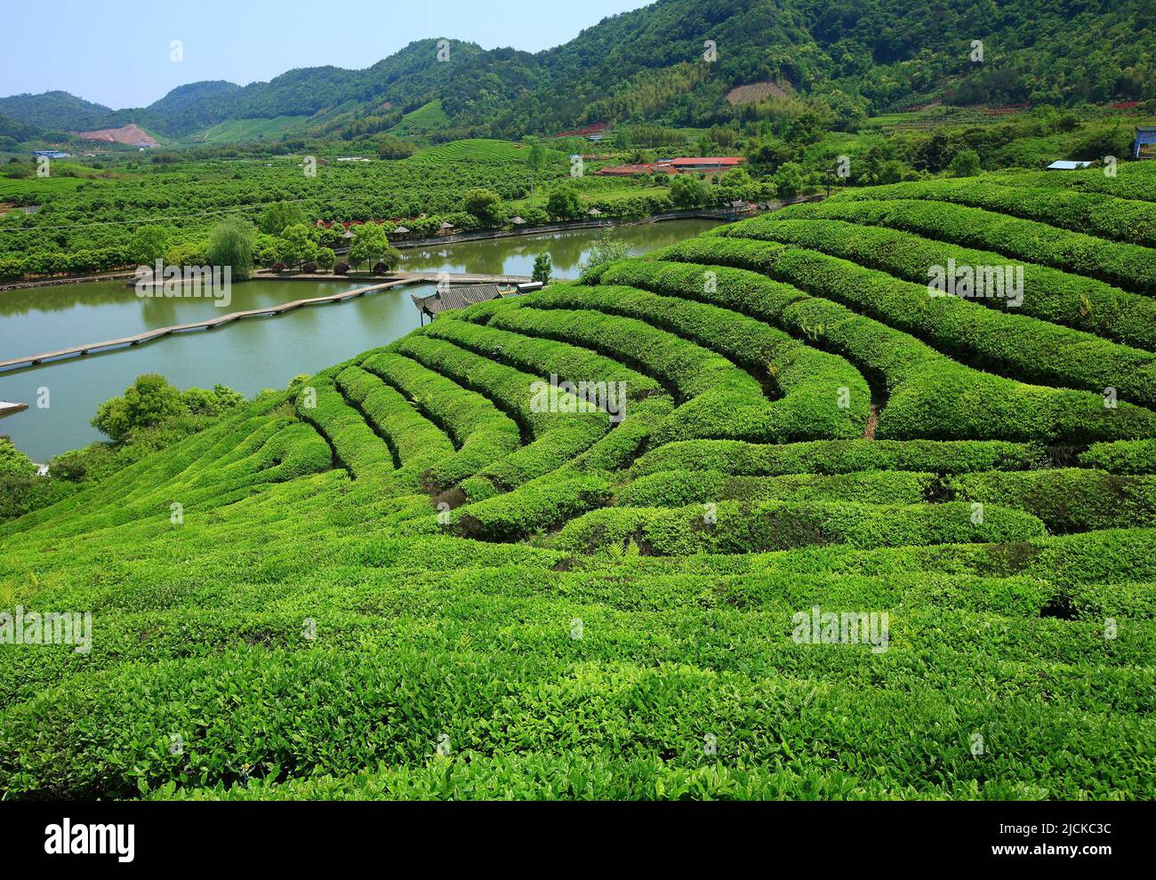 Green tea garden terrace Stock Photo - Alamy