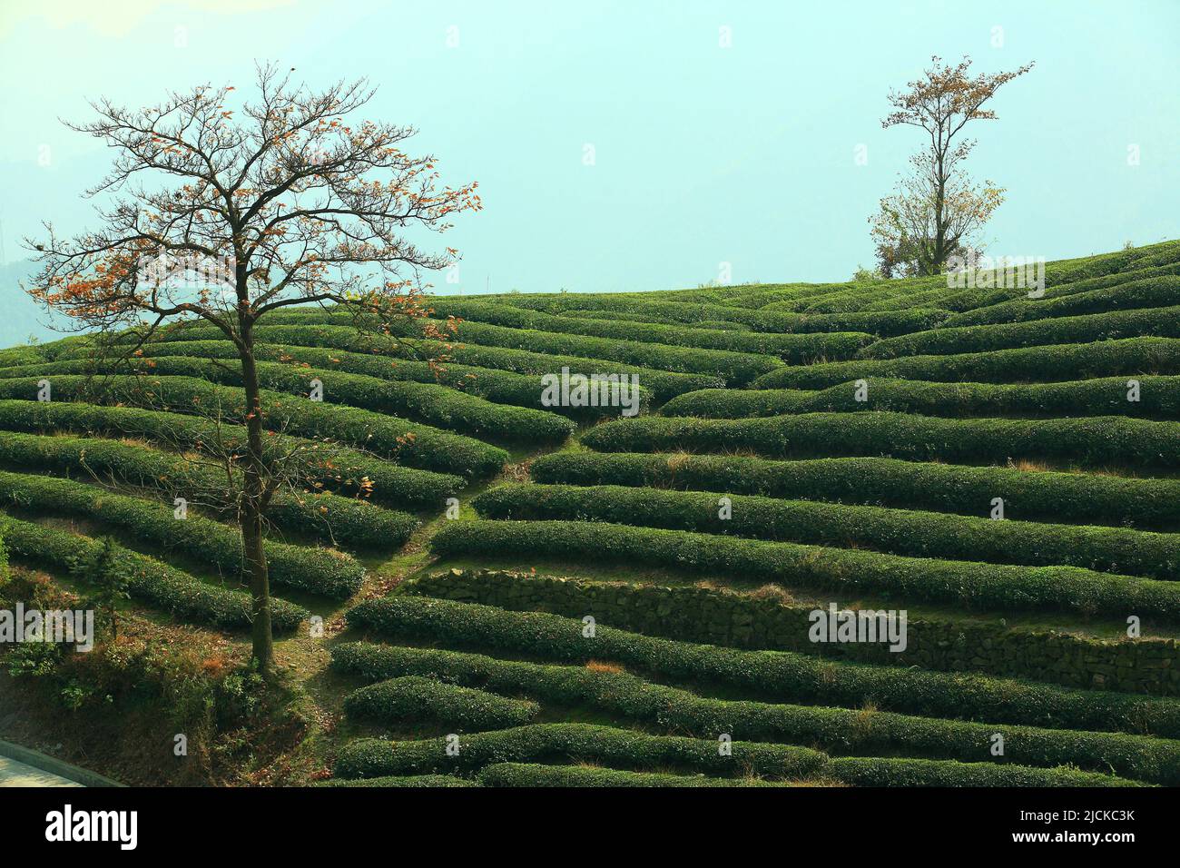 Tea garden lake view hi-res stock photography and images - Alamy