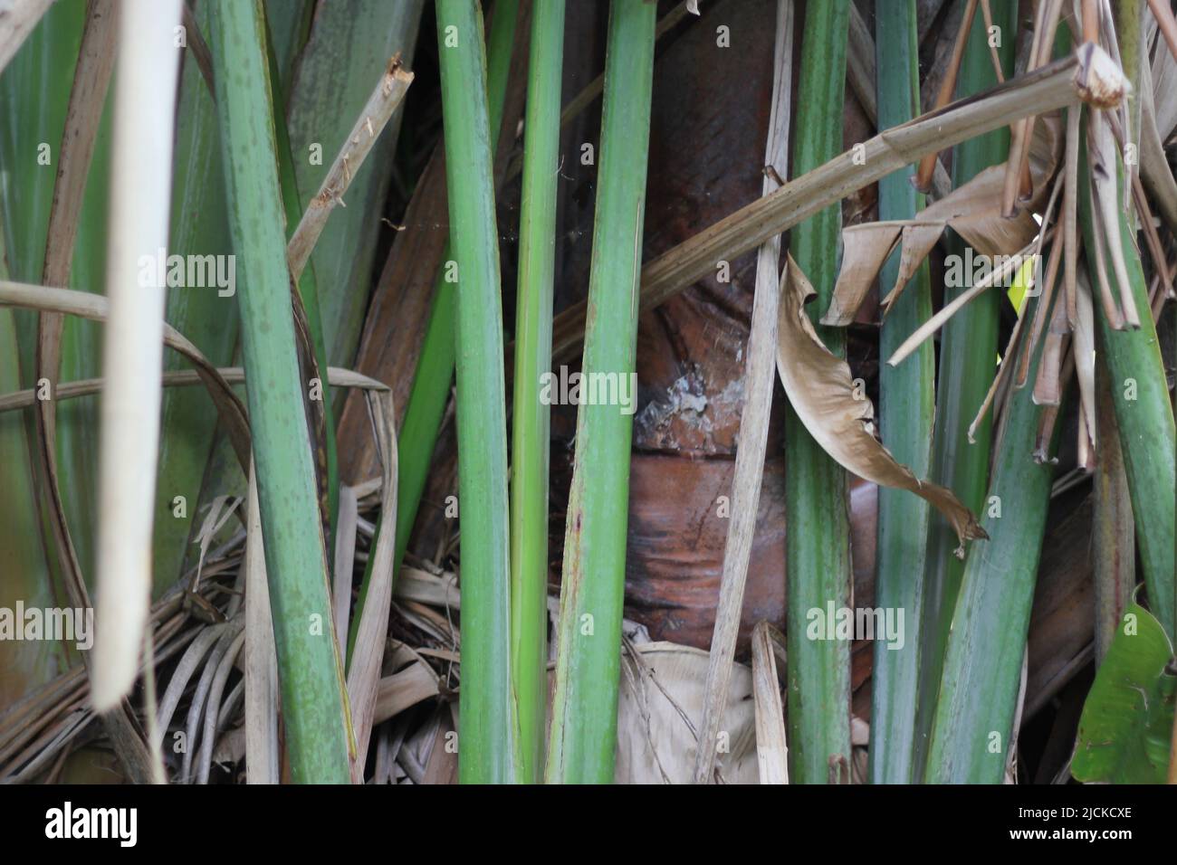 Textured plant stalk hi-res stock photography and images - Alamy