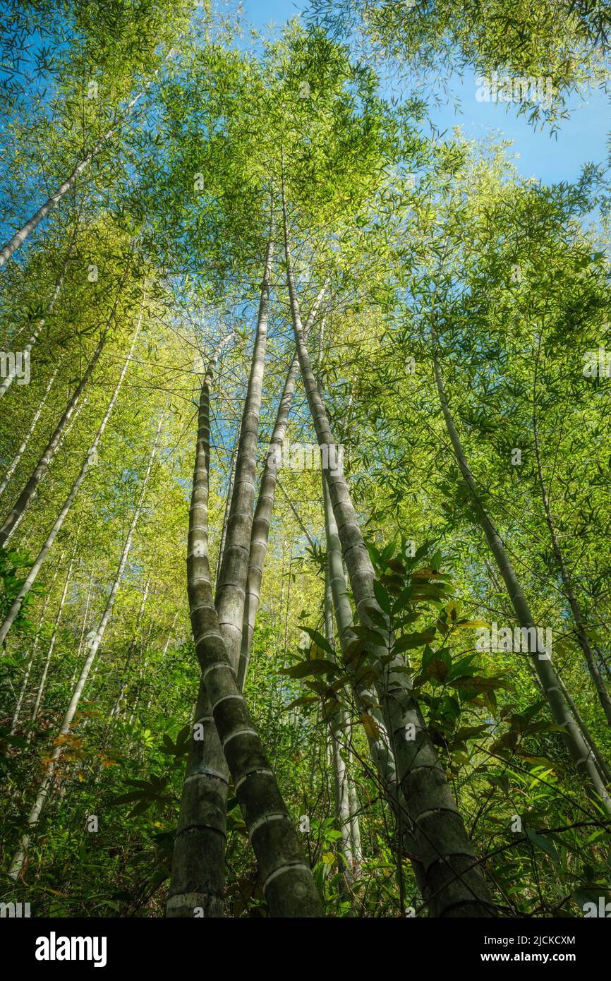 Guangzhou qian Long ditch falls bamboo forest Stock Photo - Alamy