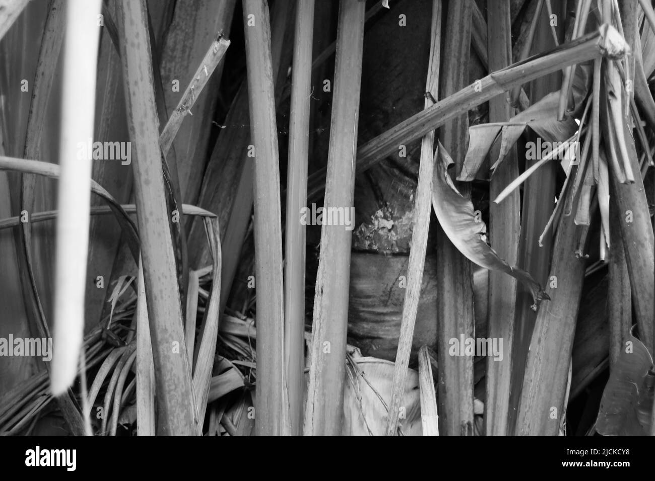 A thick and dense stalk of the typical and common banana tree in black ...