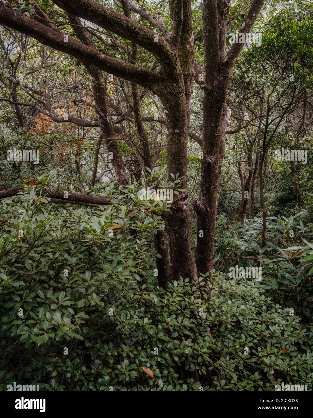 Guangzhou natural hi-res stock photography and images - Alamy