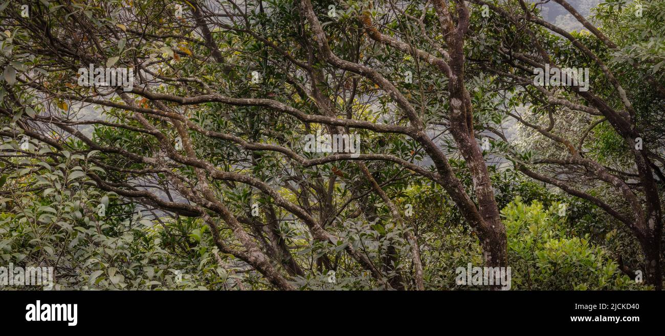 Guangzhou conghua wuzhishan forest Stock Photo - Alamy