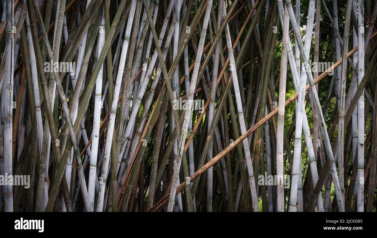 Guangzhou forest hi-res stock photography and images - Alamy