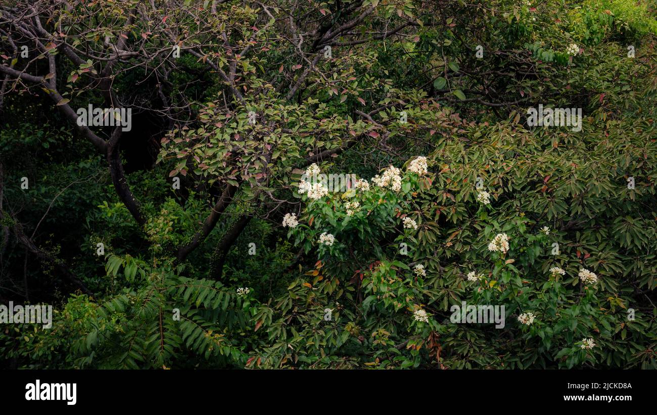 Guangzhou forest hi-res stock photography and images - Alamy