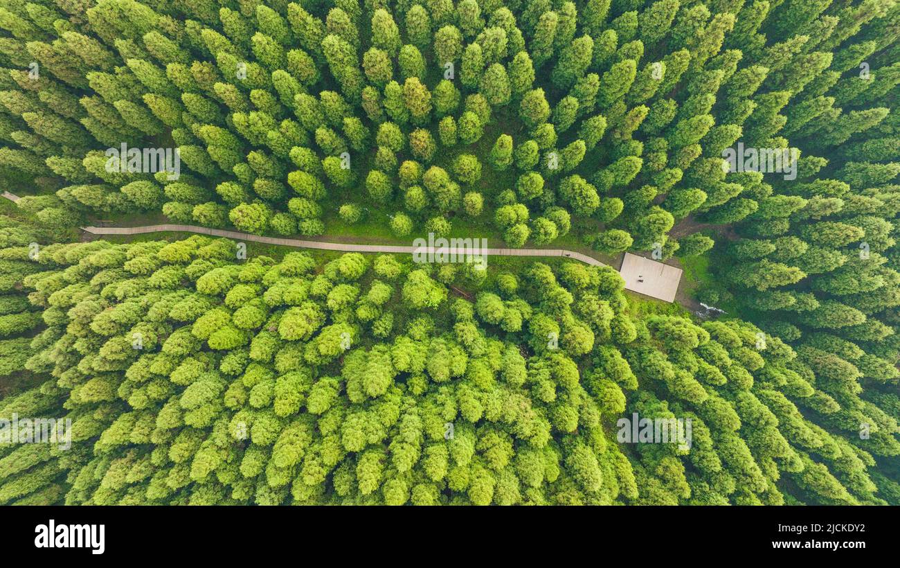 The panda forest hi-res stock photography and images - Alamy