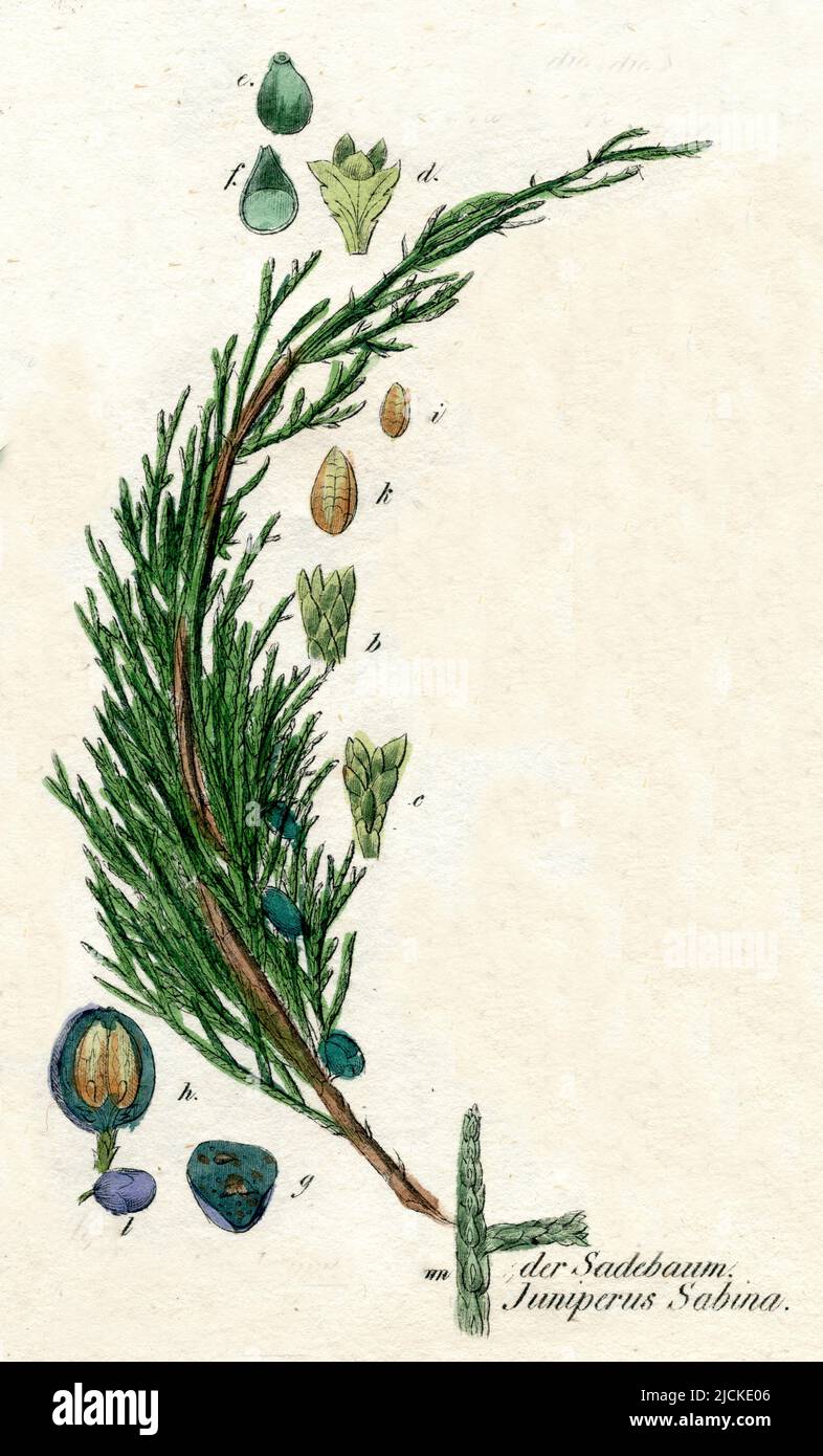 Juniperus Sabina