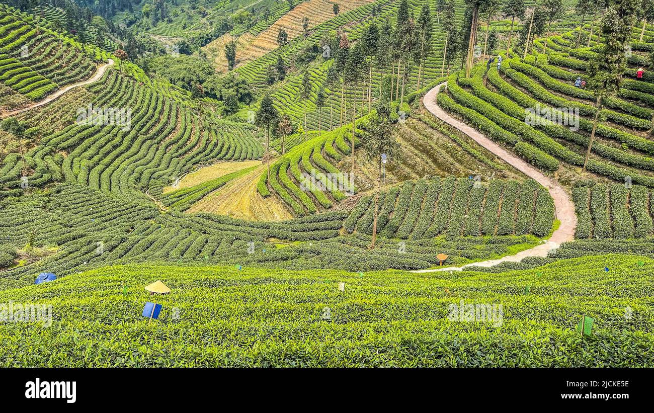 Bull run ping ten thousand mu of sightseeing tea garden Stock Photo - Alamy