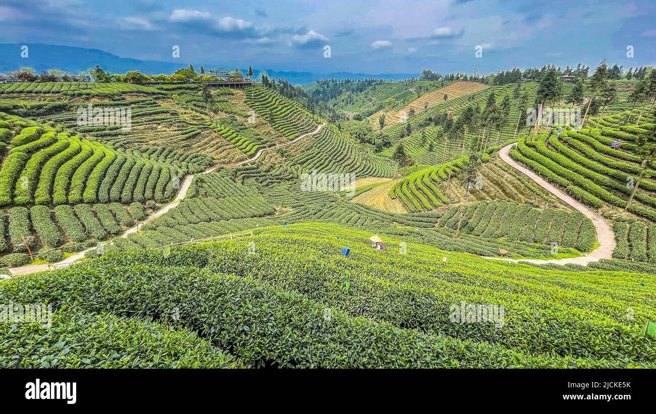 Bull run ping ten thousand mu of sightseeing tea garden Stock Photo - Alamy