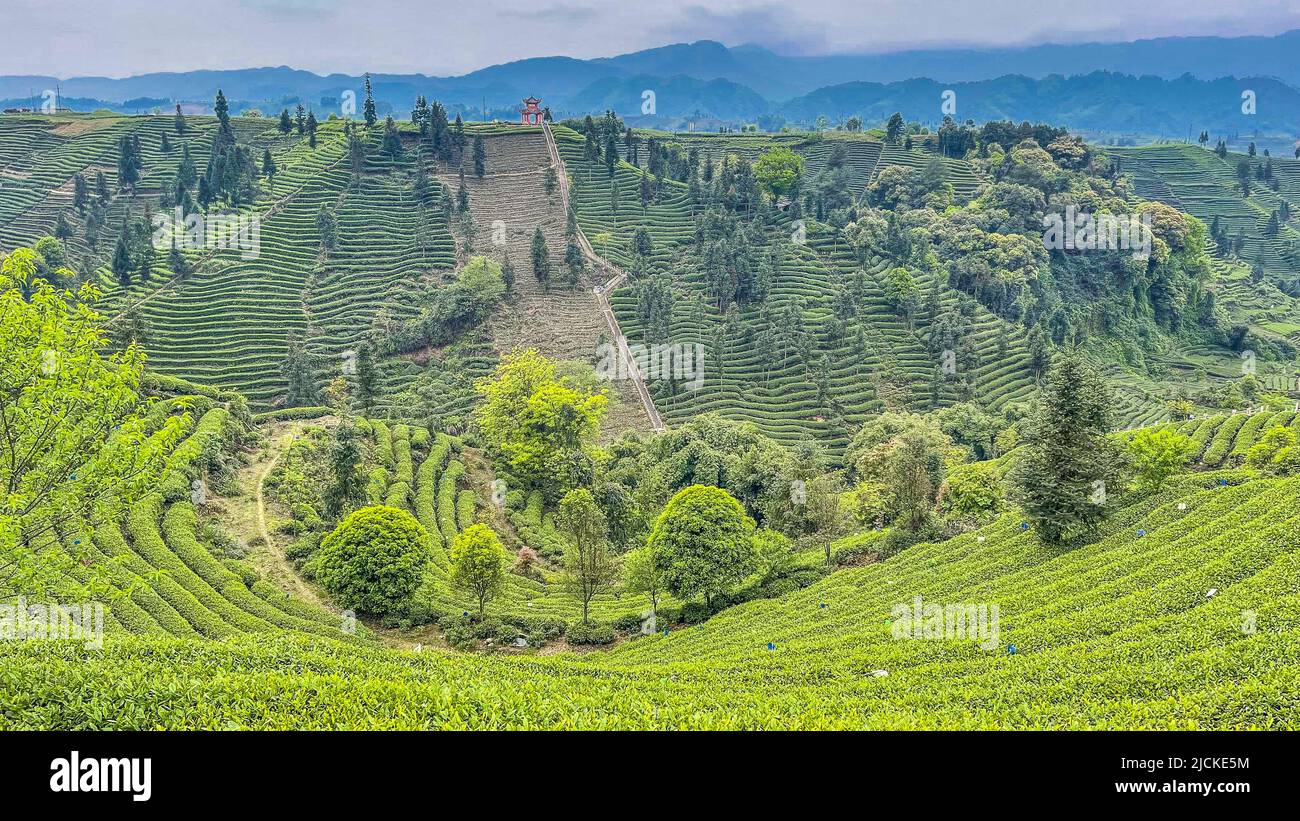 Bull run ping ten thousand mu of sightseeing tea garden Stock Photo - Alamy