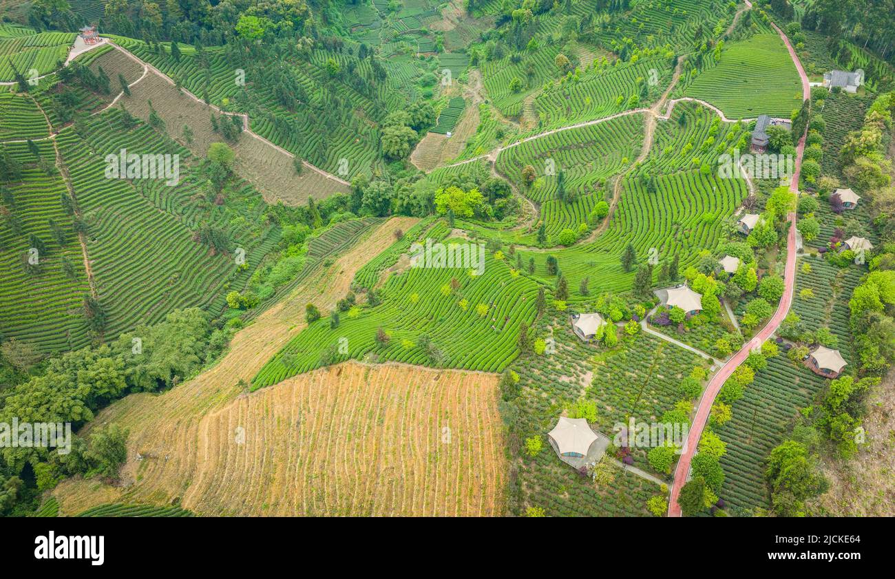 Bull run ping ten thousand mu of sightseeing tea garden Stock Photo - Alamy