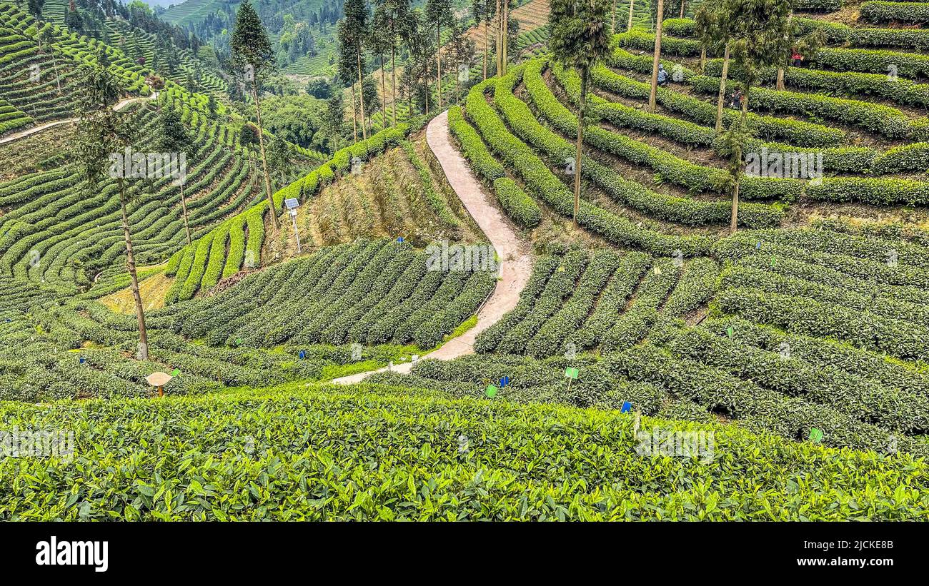 Bull run ping ten thousand mu of sightseeing tea garden Stock Photo - Alamy
