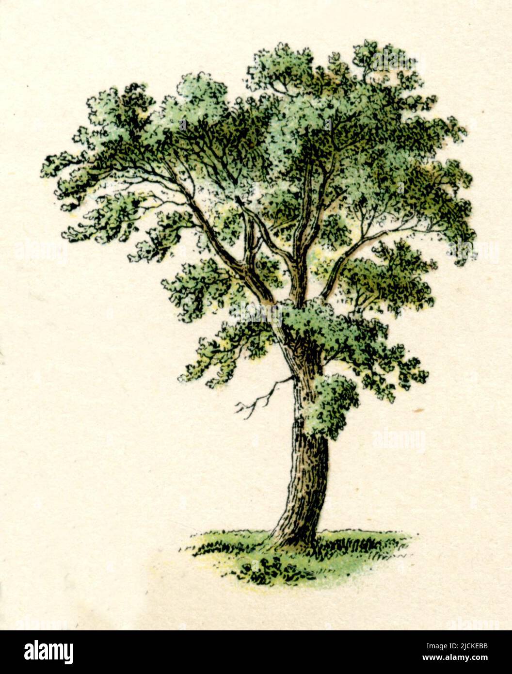 black poplar Populus nigra, (botany book, 1886), Schwarz-Pappel Stock ...
