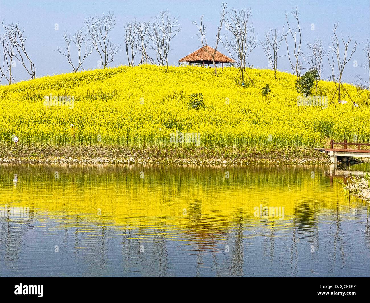 Prevailed in the river mouth all over rape Stock Photo - Alamy