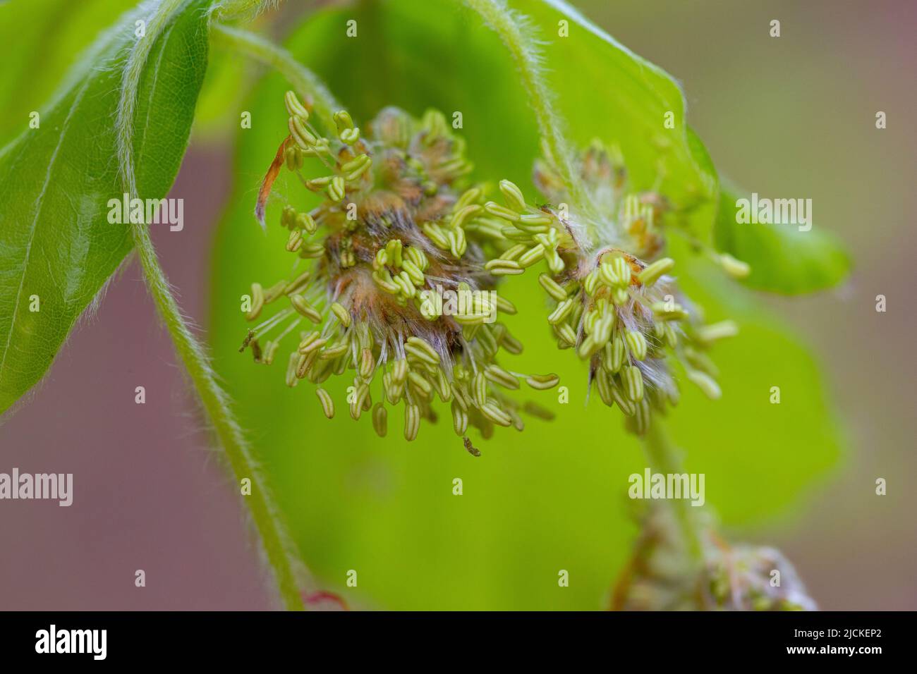 Male flower of Fagus sylvatica Stock Photo - Alamy