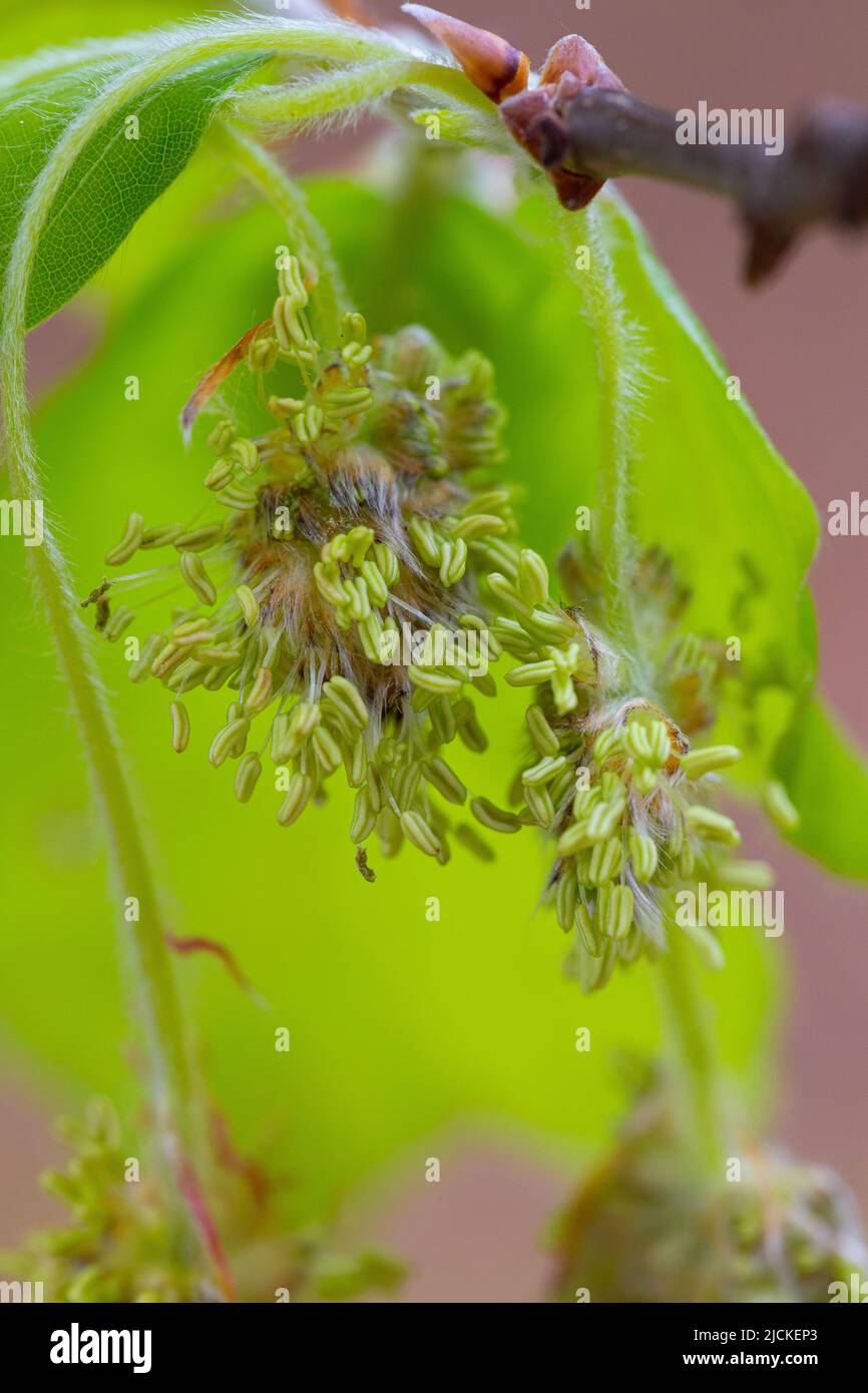 Male flower of Fagus sylvatica Stock Photo - Alamy