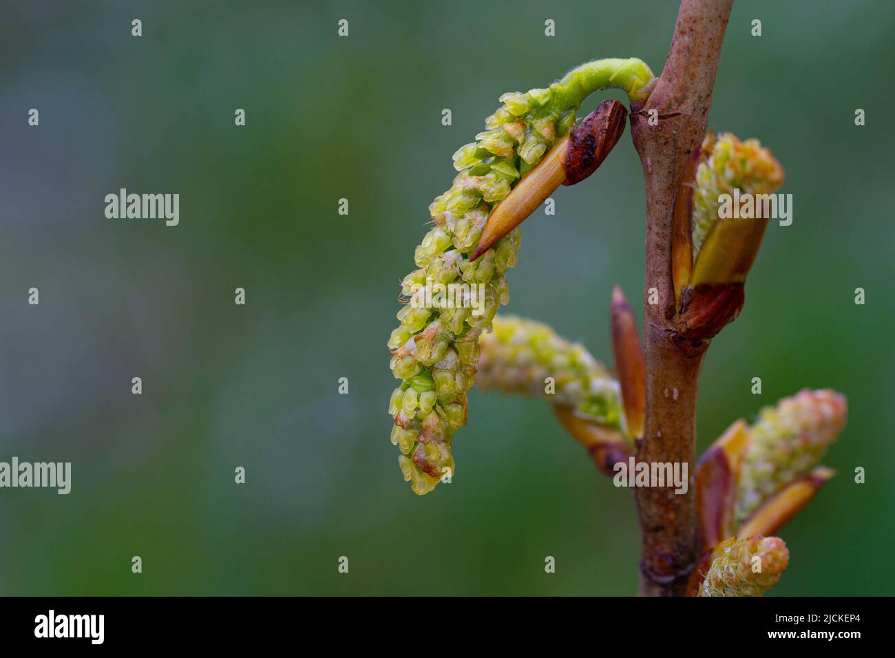 Female flower of Populus nigra subsp. betulifolia Stock Photo - Alamy