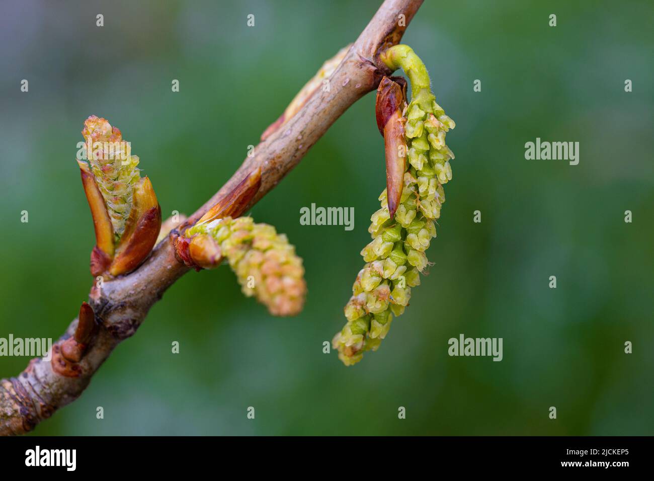Female flower of Populus nigra subsp. betulifolia Stock Photo - Alamy