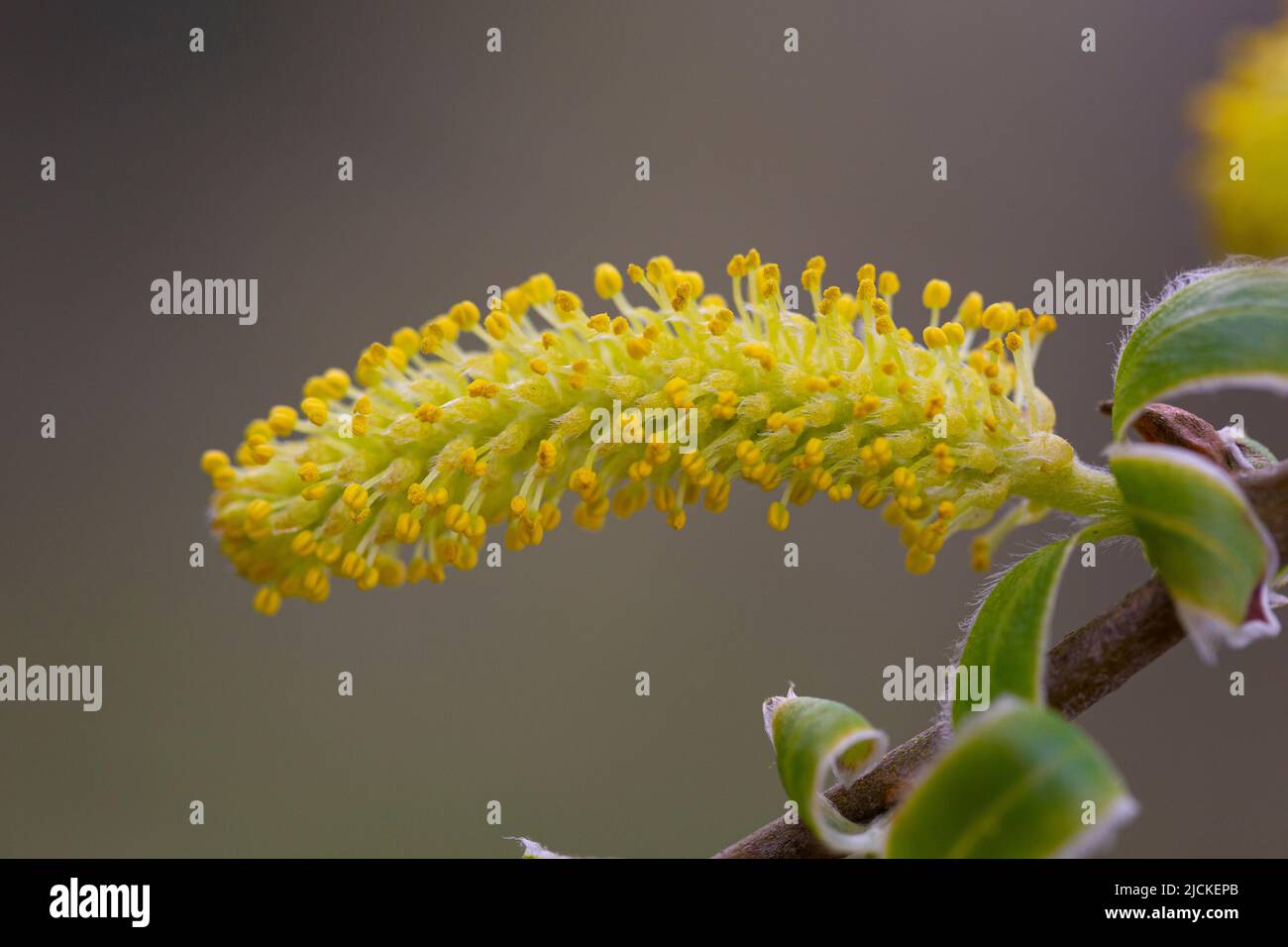 Male flower of Salix alba Stock Photo - Alamy