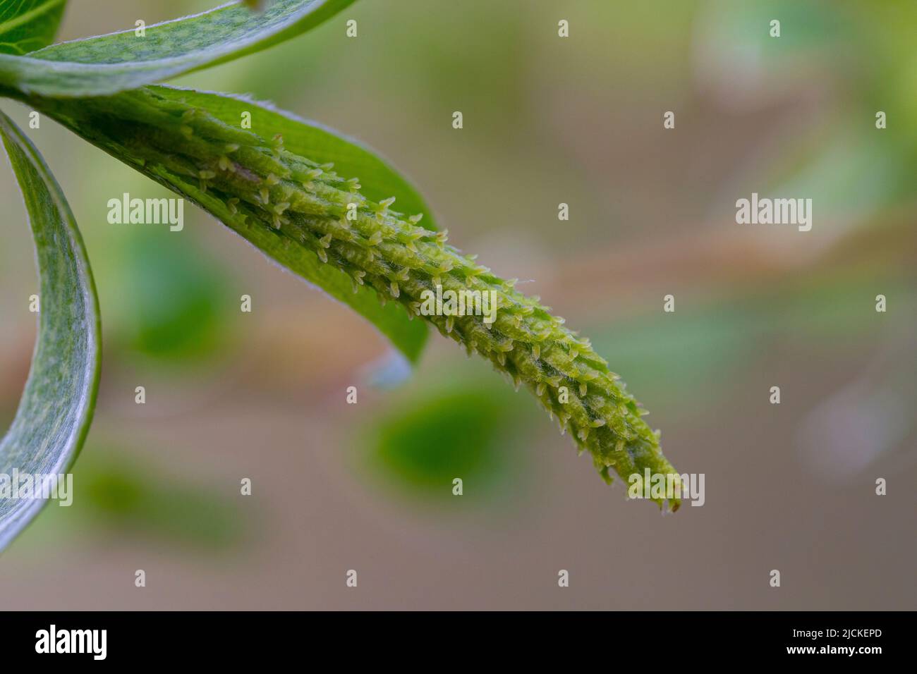 Female flower of Salix alba Stock Photo - Alamy