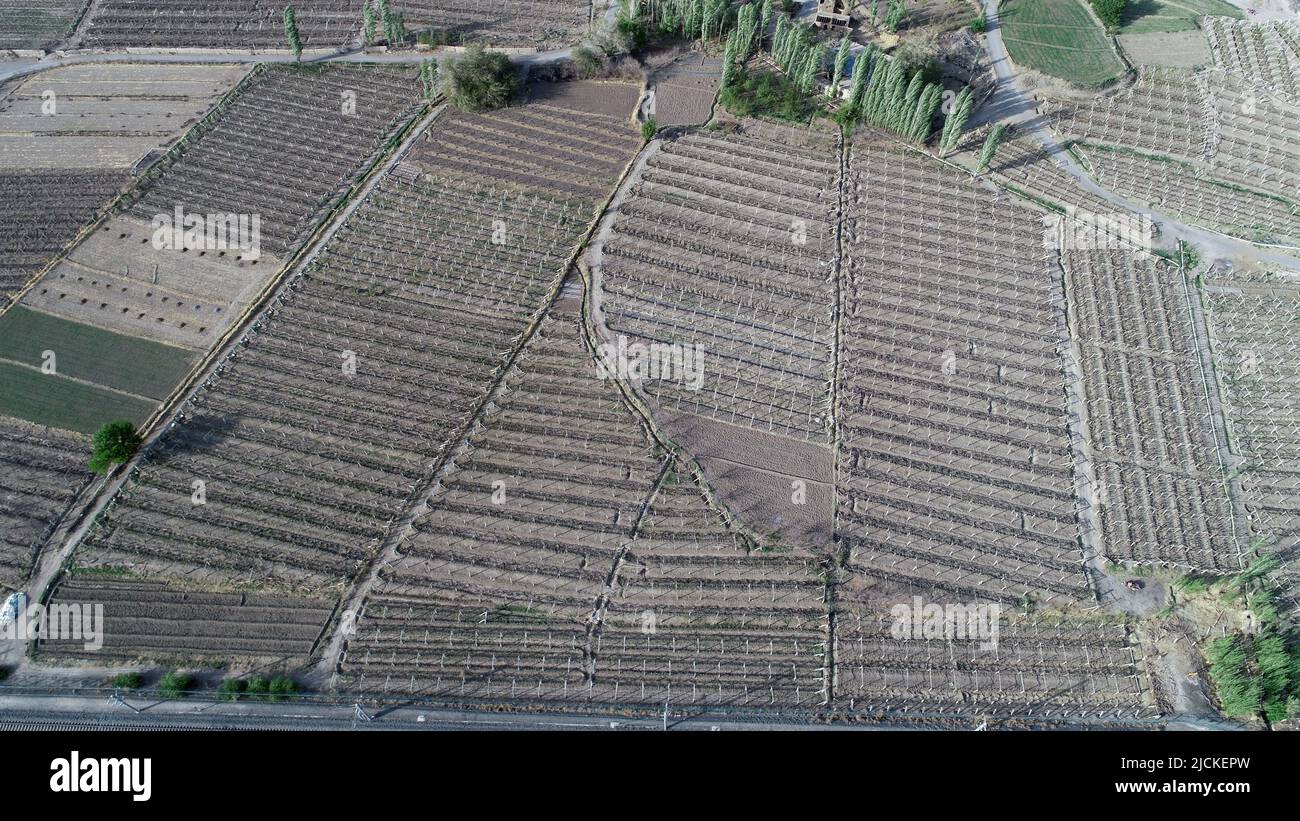 Jujube xinjiang hi-res stock photography and images - Alamy