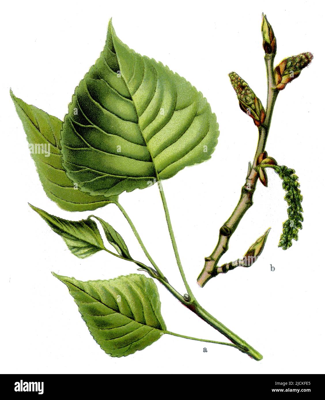 black poplar Populus nigra, (botany book, 1909), Schwarz-Pappel Stock ...