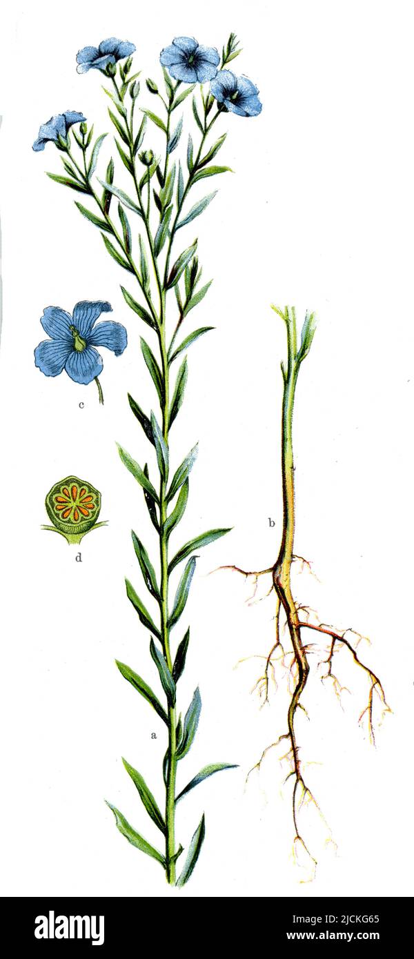 Linum usitatissimum illustration hi-res stock photography and images ...