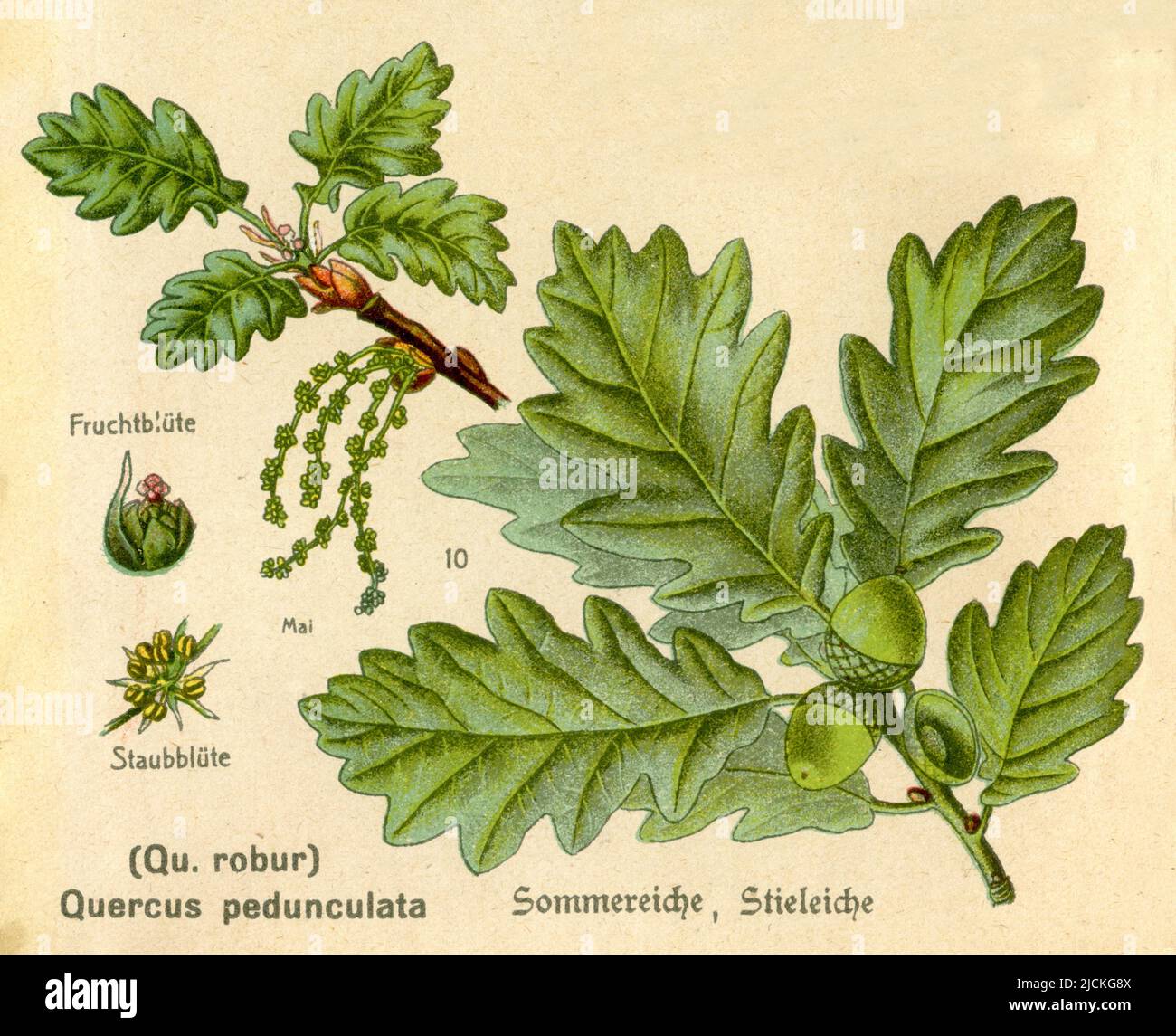 French oak Quercus robur, (botany book, ca. 1915), Stieleiche Stock ...