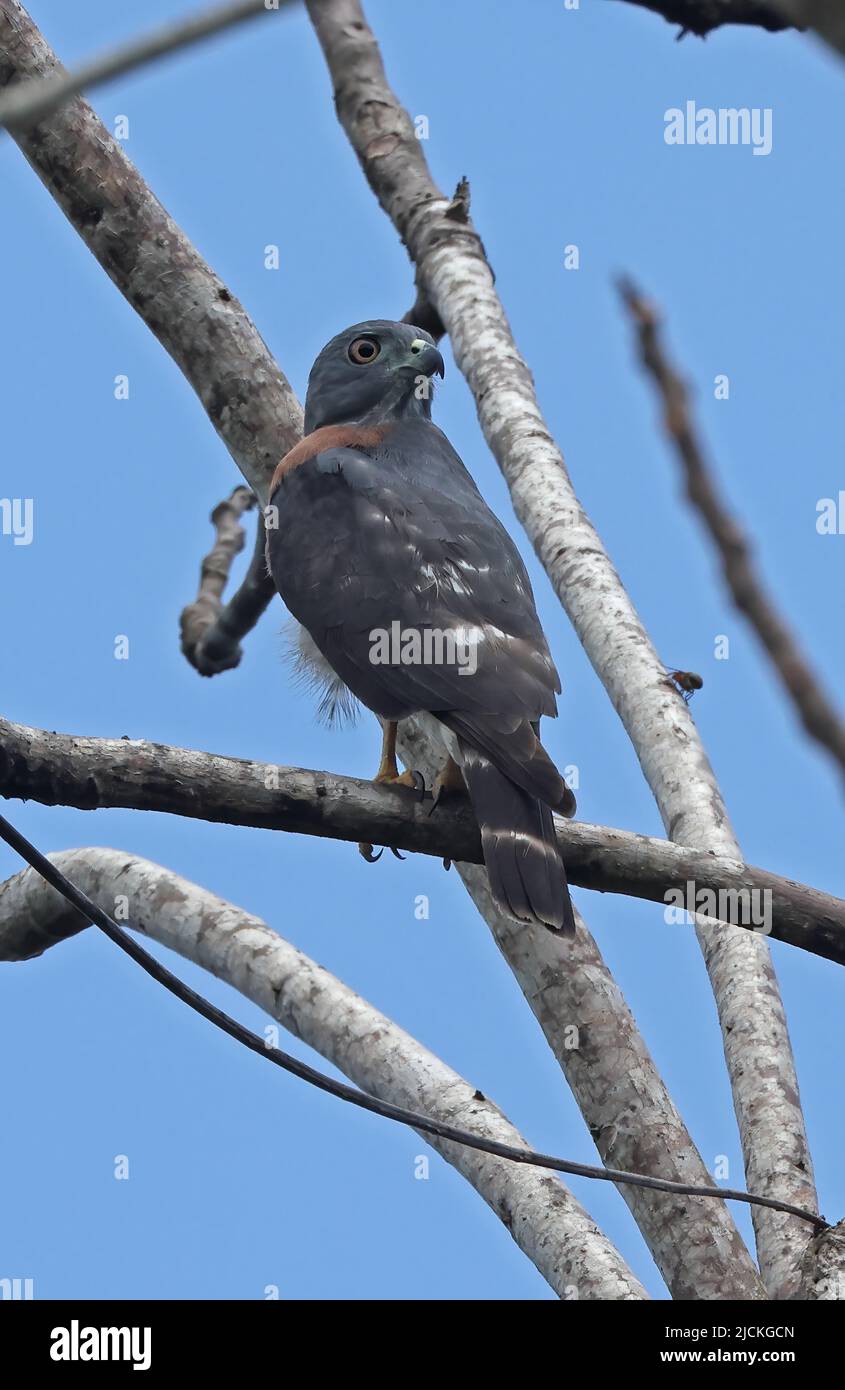 Double-toothed Kite (Harpagus bidentatus fasciatus) adult perched on ...