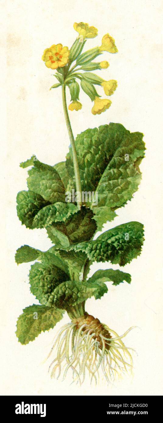 Primrose drawing hi-res stock photography and images - Alamy