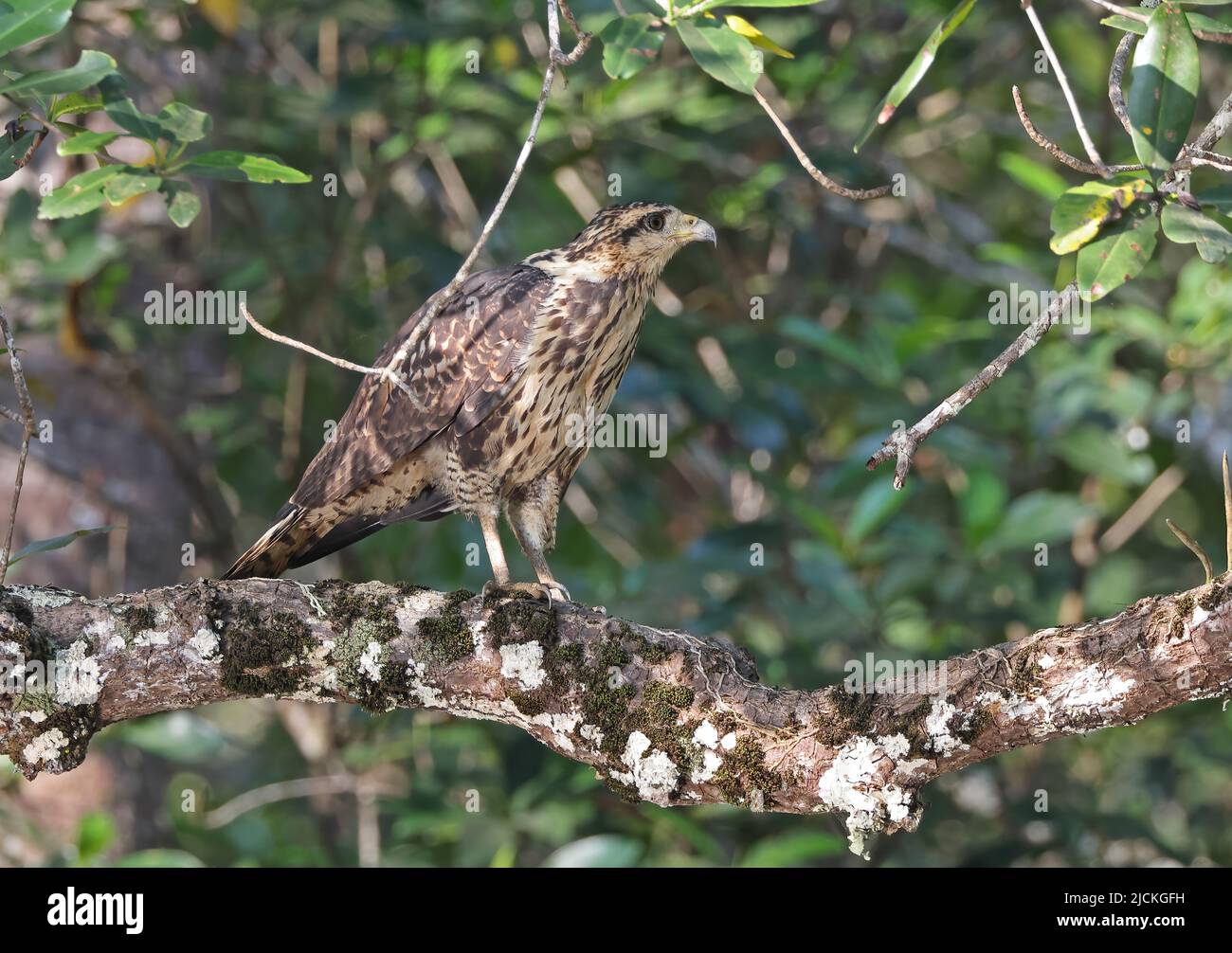 Common Black Hawk (Buteogallus anthracinus bangsi) immature perched on ...