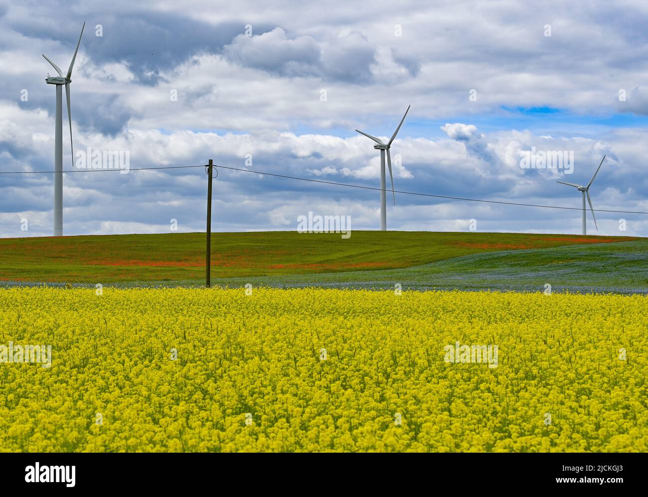 Trebus, Germany. 14th June, 2022. Behind a field of yellow flowering ...