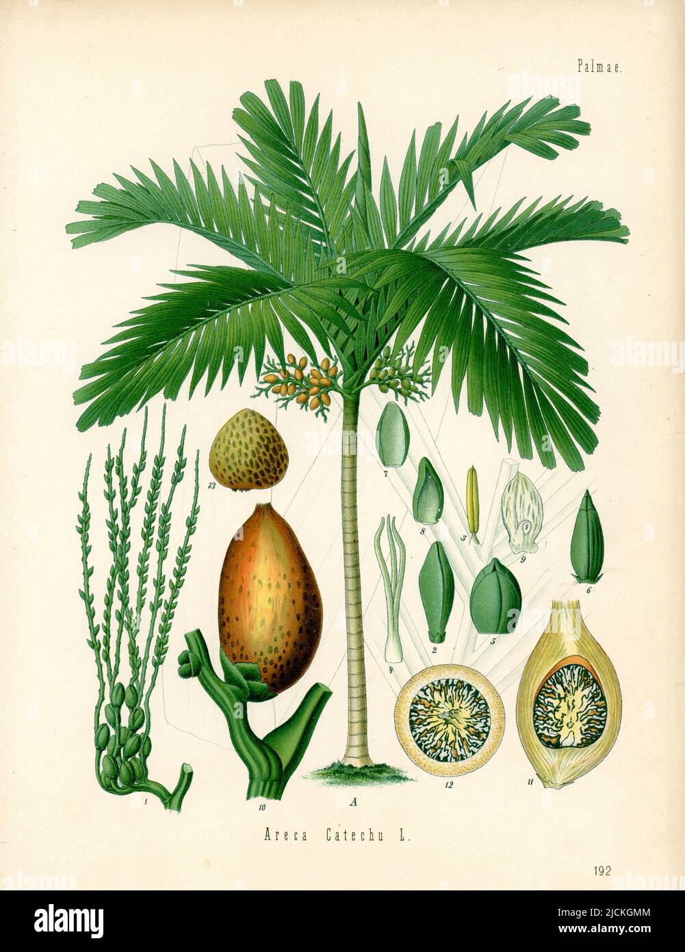 Betel palm hi-res stock photography and images - Alamy