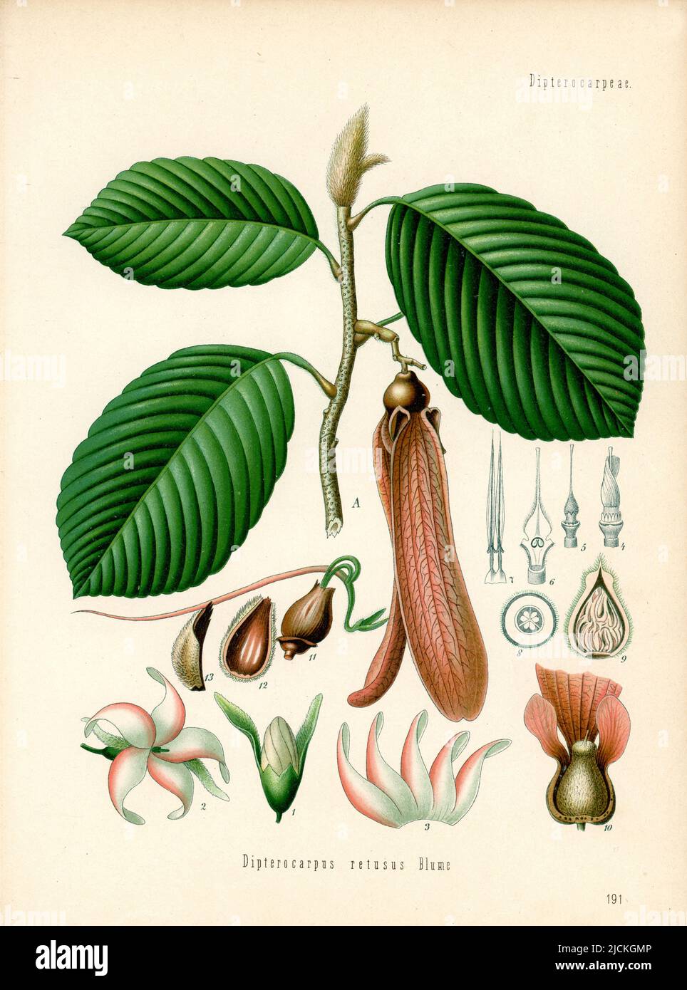 hollong Dipterocarpus retusus, (, ), Dipterocarpus retusus Stock Photo ...