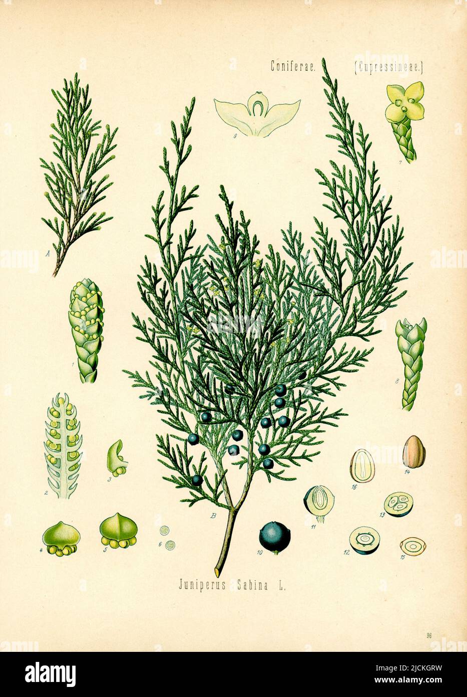 Savin Juniper Juniperus sabina, (, ), Sadebaum Stock Photo - Alamy