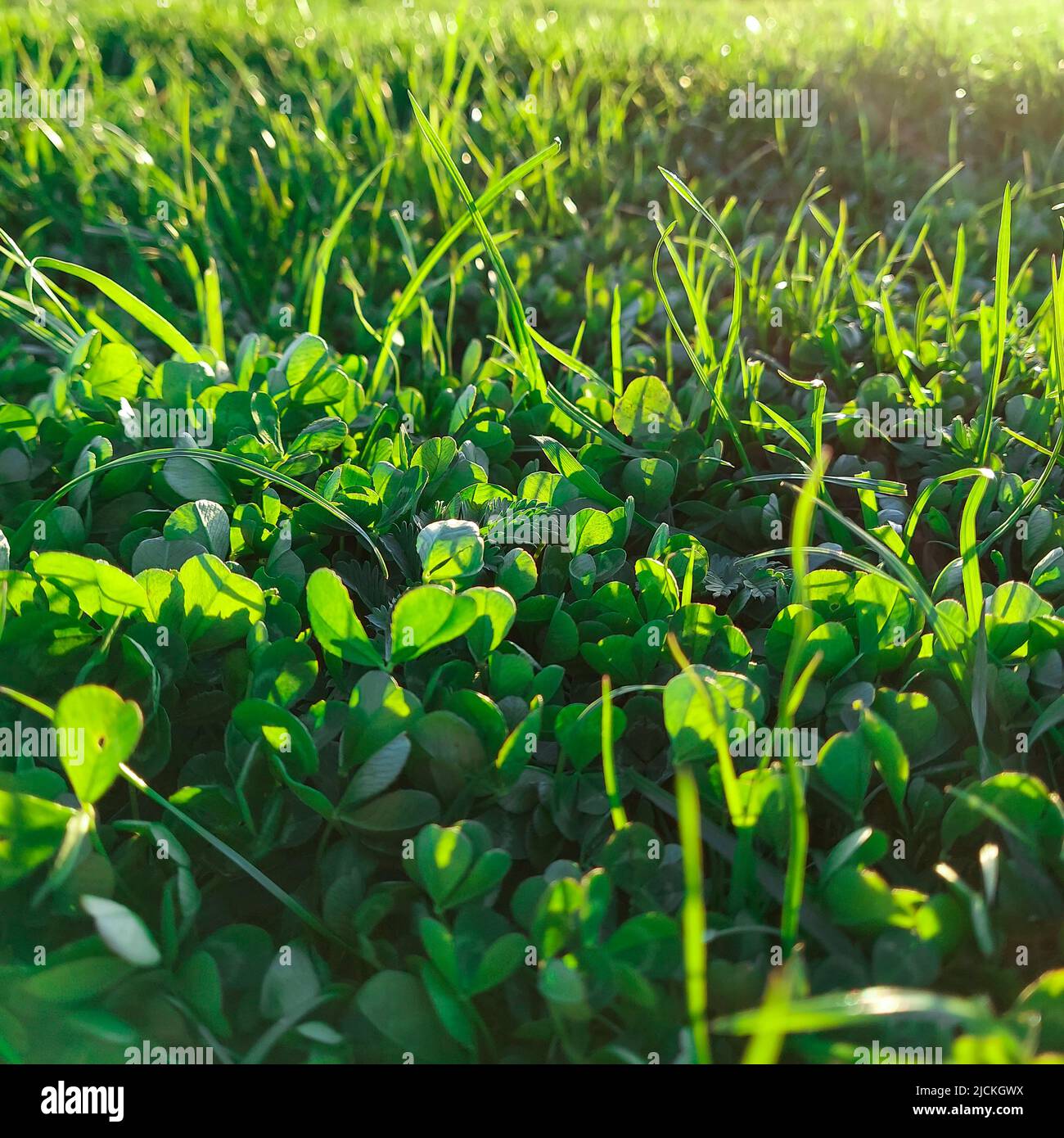 Spring green lawn in the rays of the sun close-up Stock Photo - Alamy