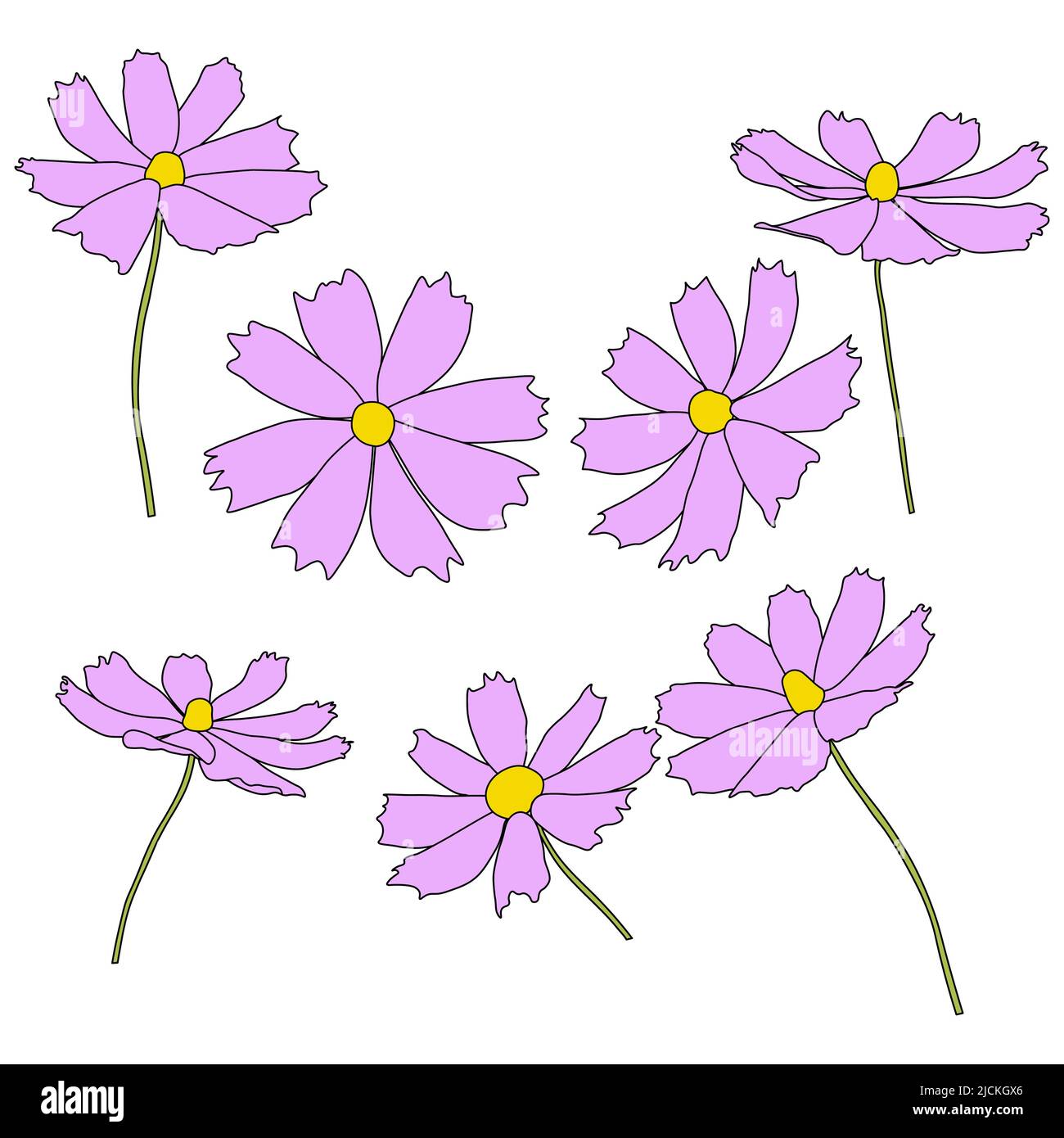 Set of cosmos flower branch vector illustration isolated on white ...