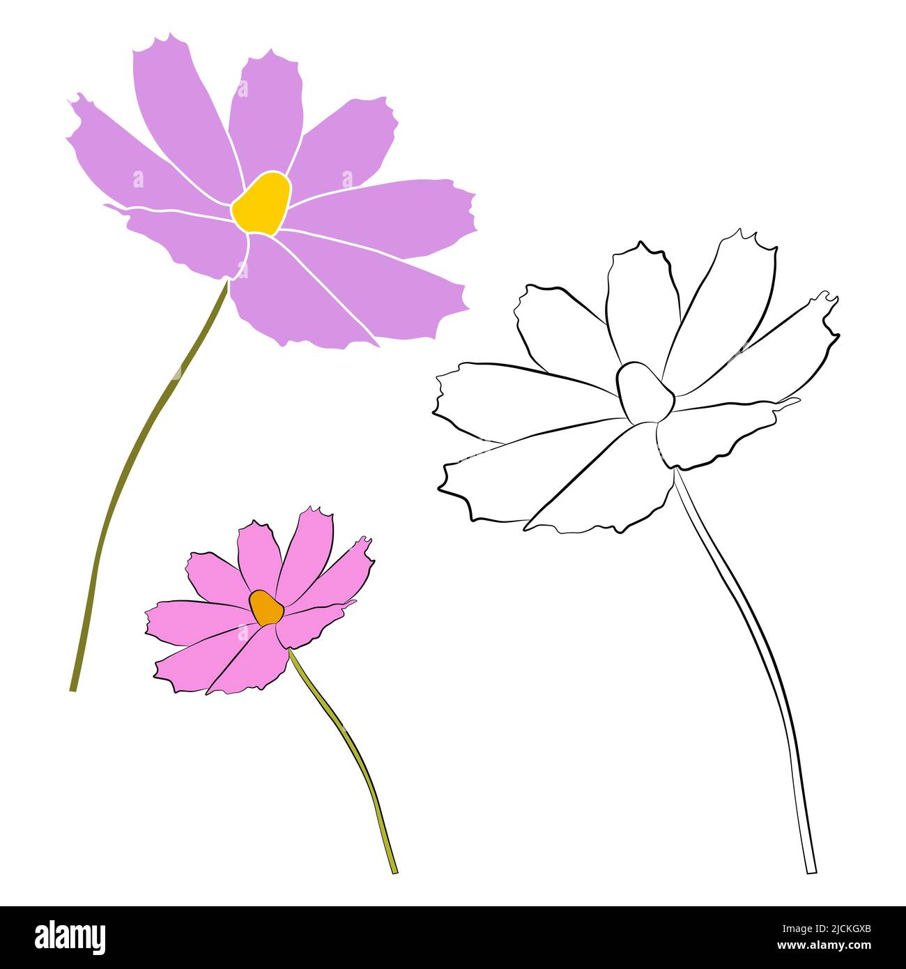 Set of cosmos flower branch vector illustration isolated on white ...