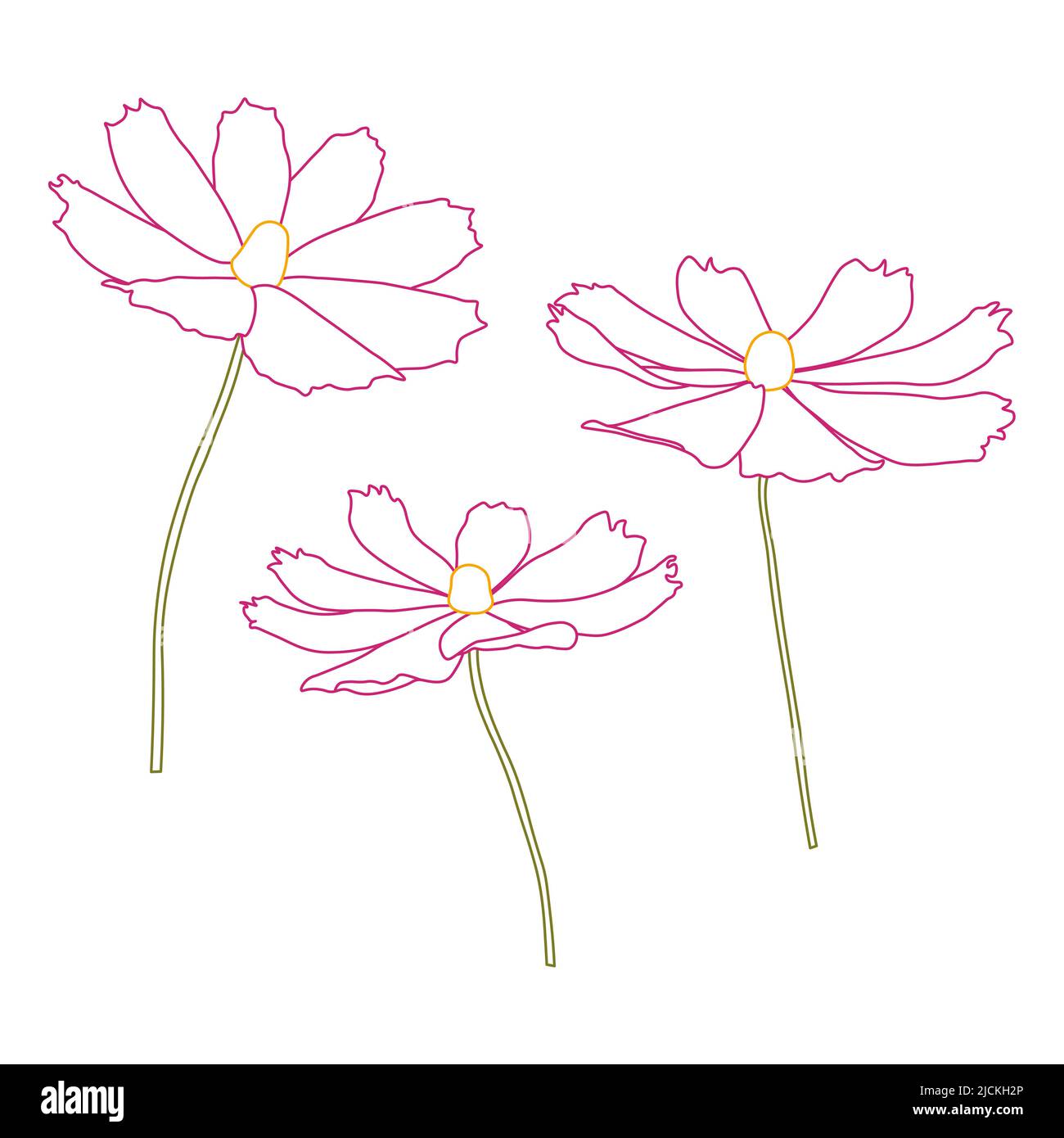 Set of cosmos flower branch vector illustration isolated on white ...