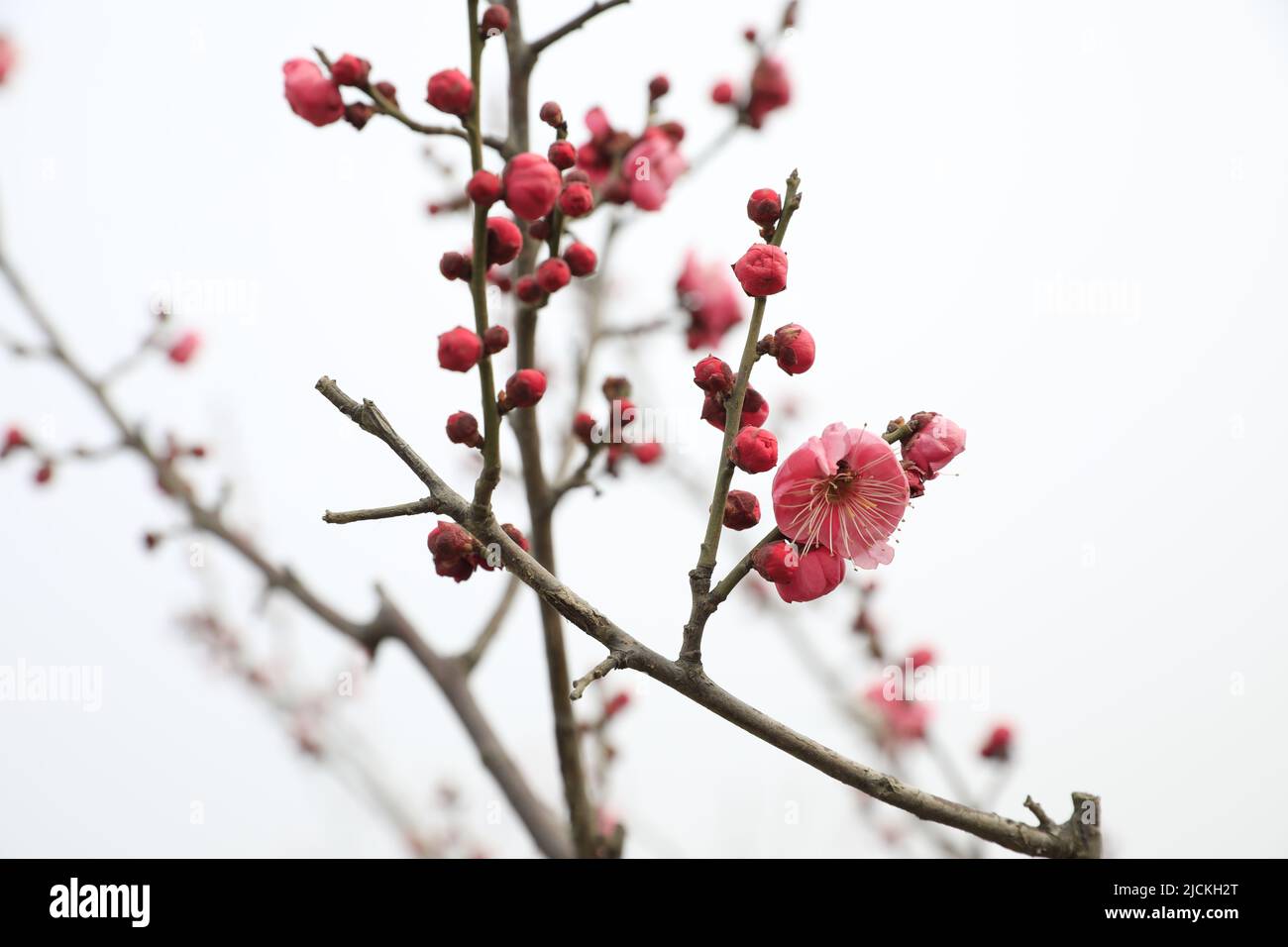 The plum blossom in the snow hi-res stock photography and images - Alamy