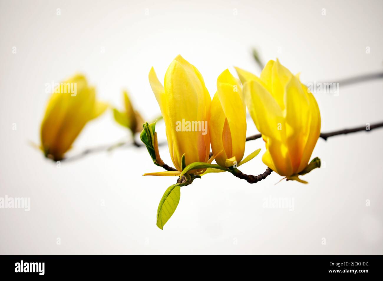 Champaca flowers hi-res stock photography and images - Alamy