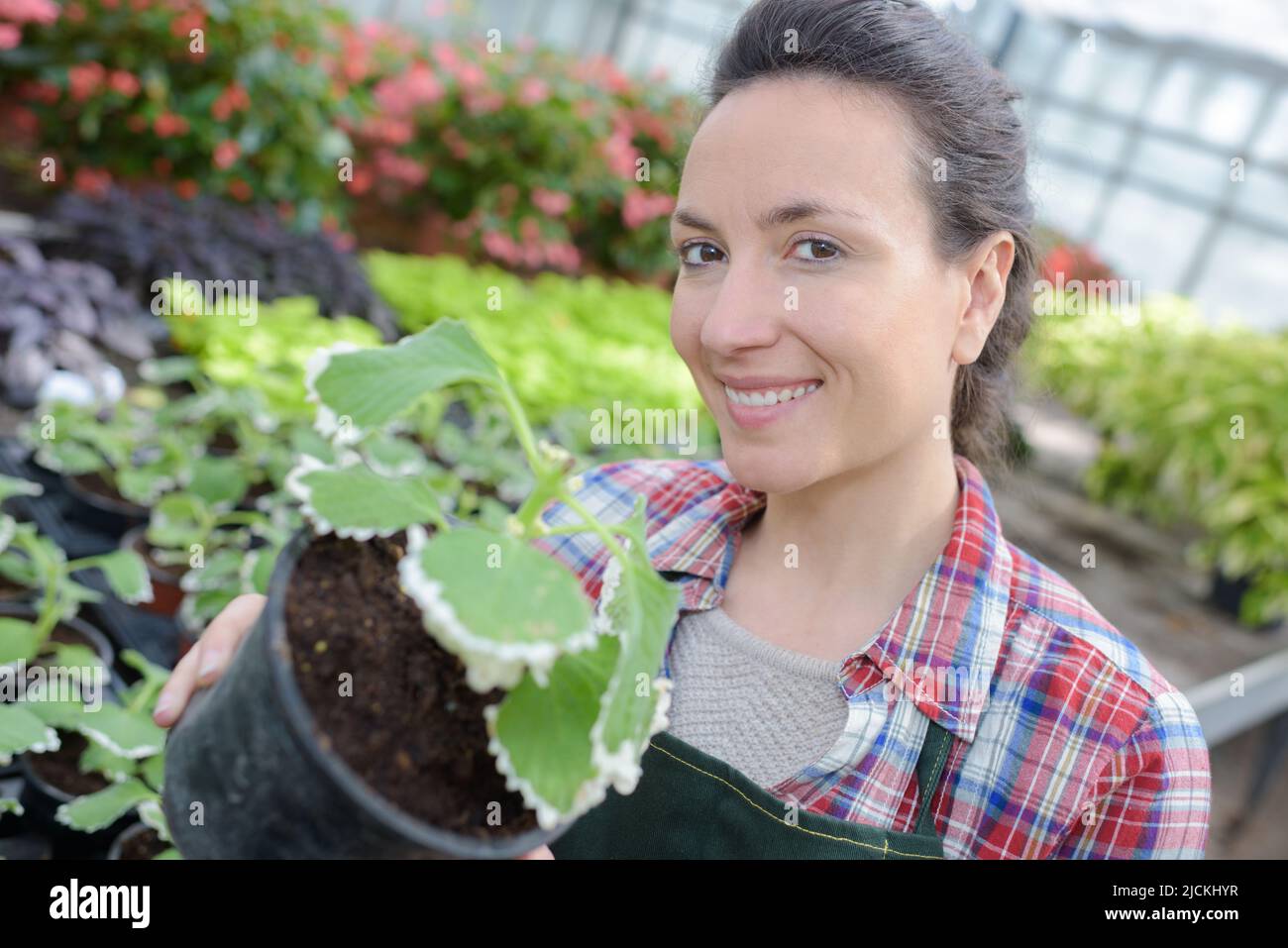 Professional gardener working seedlings hi-res stock photography and images - Alamy