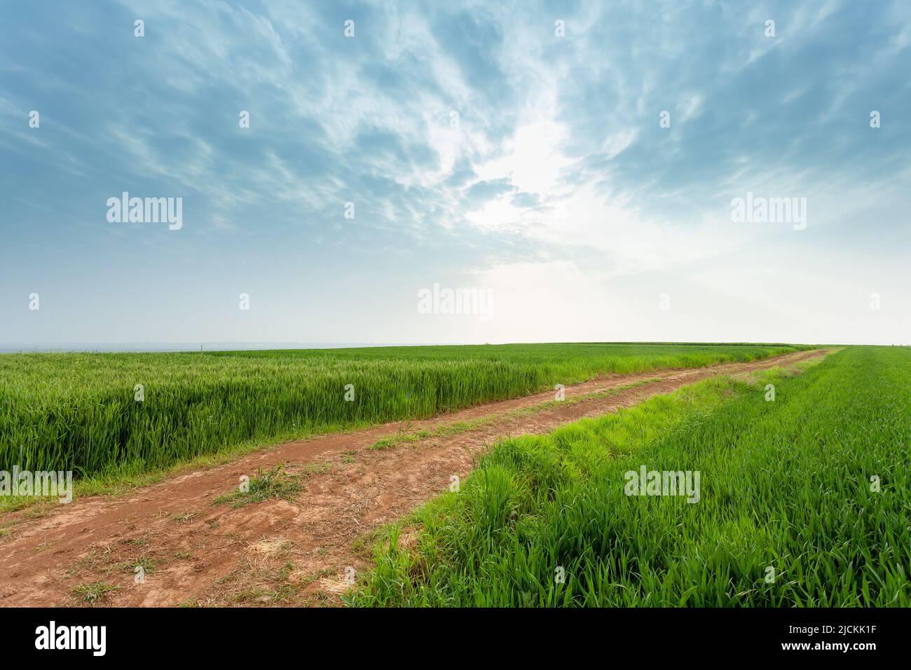 Crop wheat seeding Stock Photo - Alamy