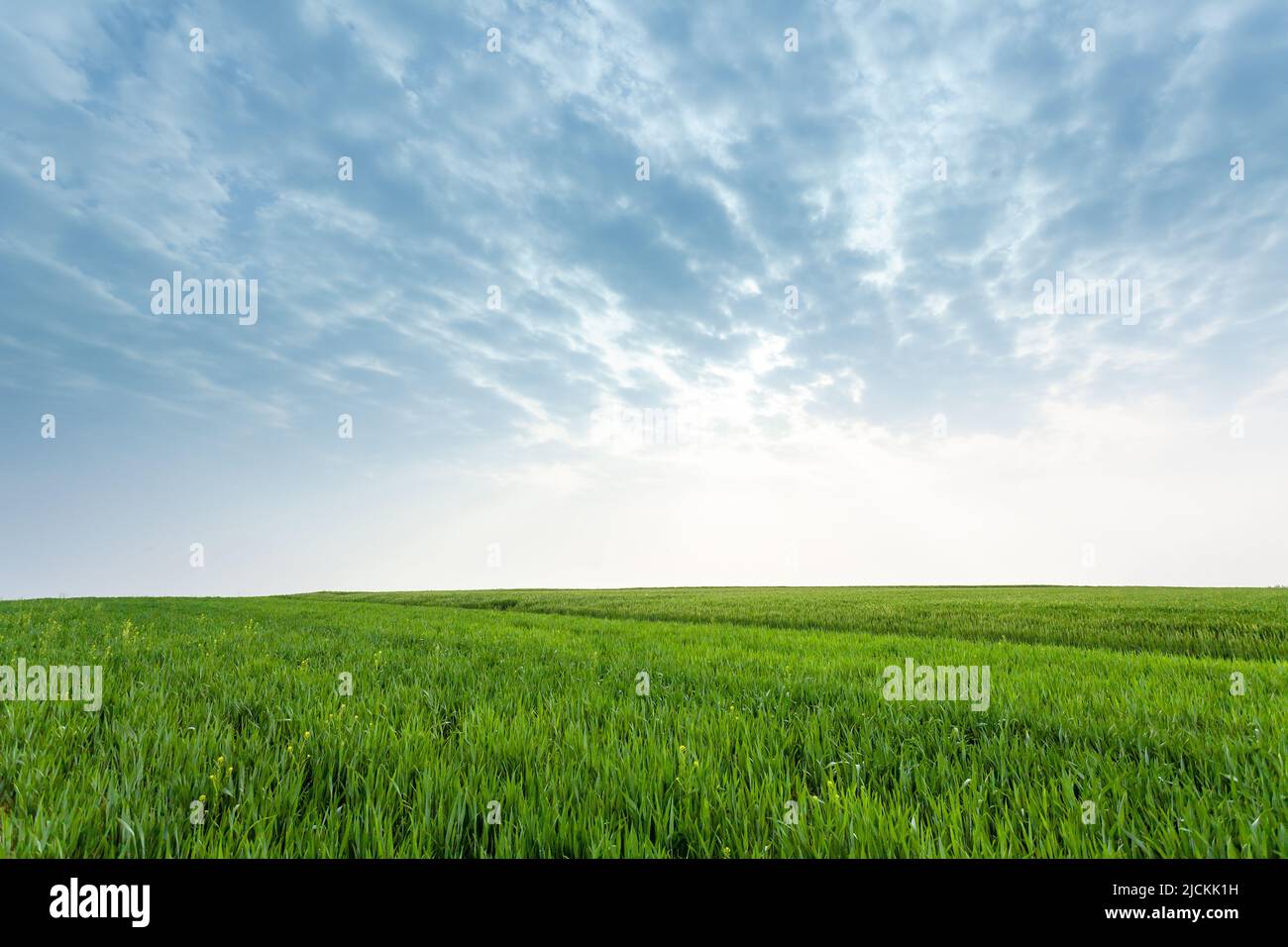 Crop wheat seeding Stock Photo - Alamy