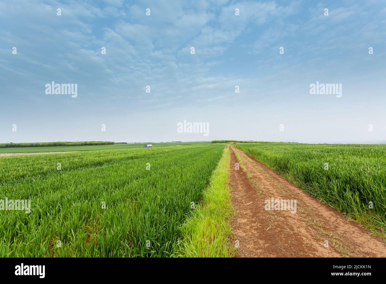 Crop wheat seeding Stock Photo - Alamy