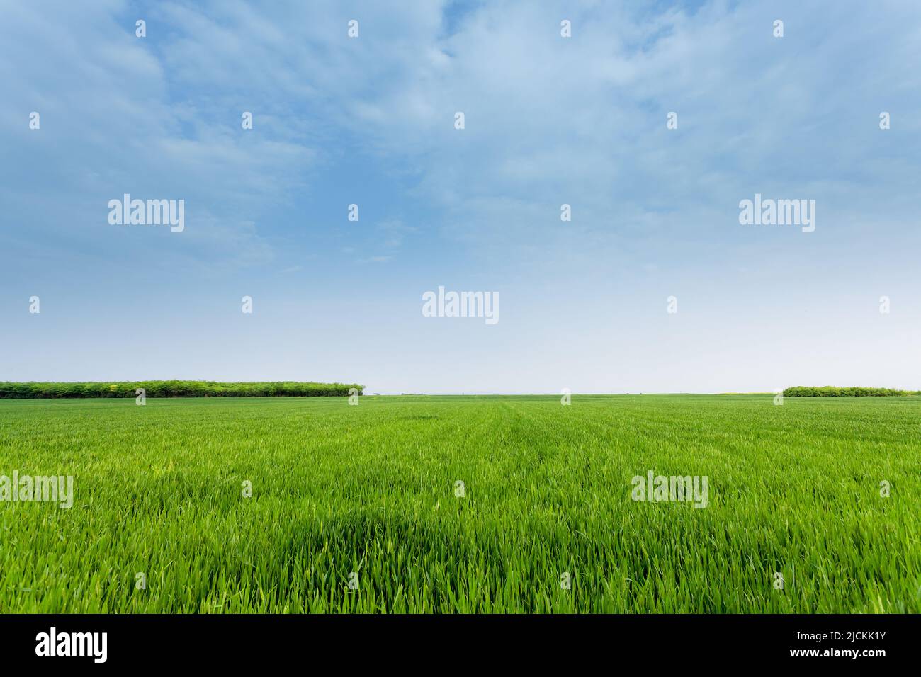 Crop wheat seeding Stock Photo - Alamy