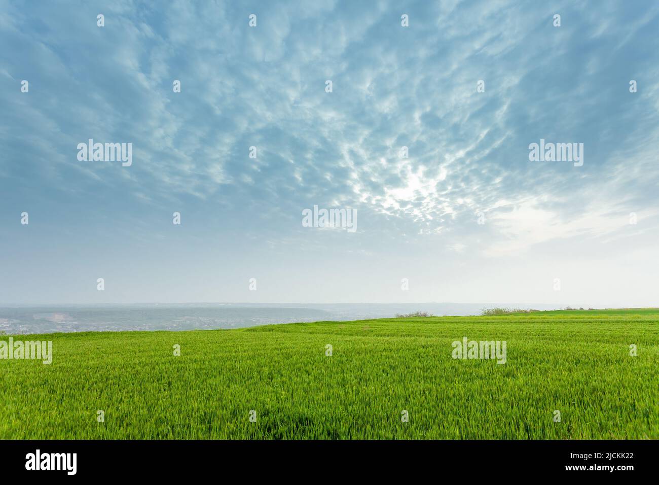 Crop wheat seeding Stock Photo - Alamy