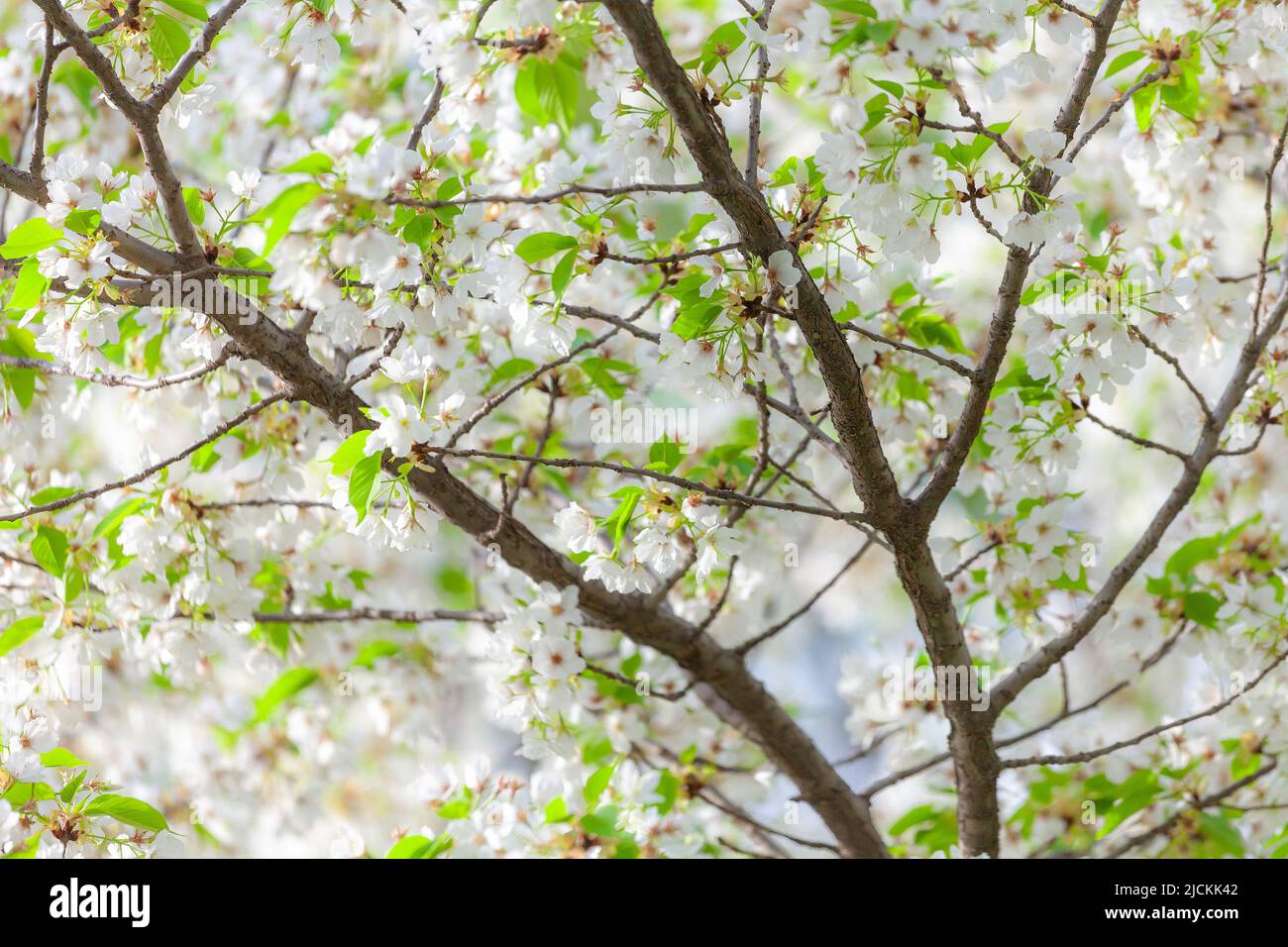 Full of branches of flowers Stock Photo - Alamy
