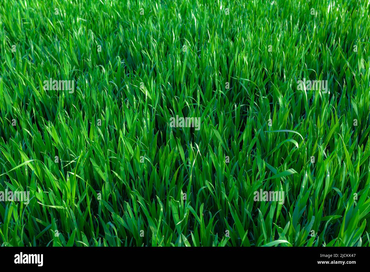 Beauty in difference hi-res stock photography and images - Alamy